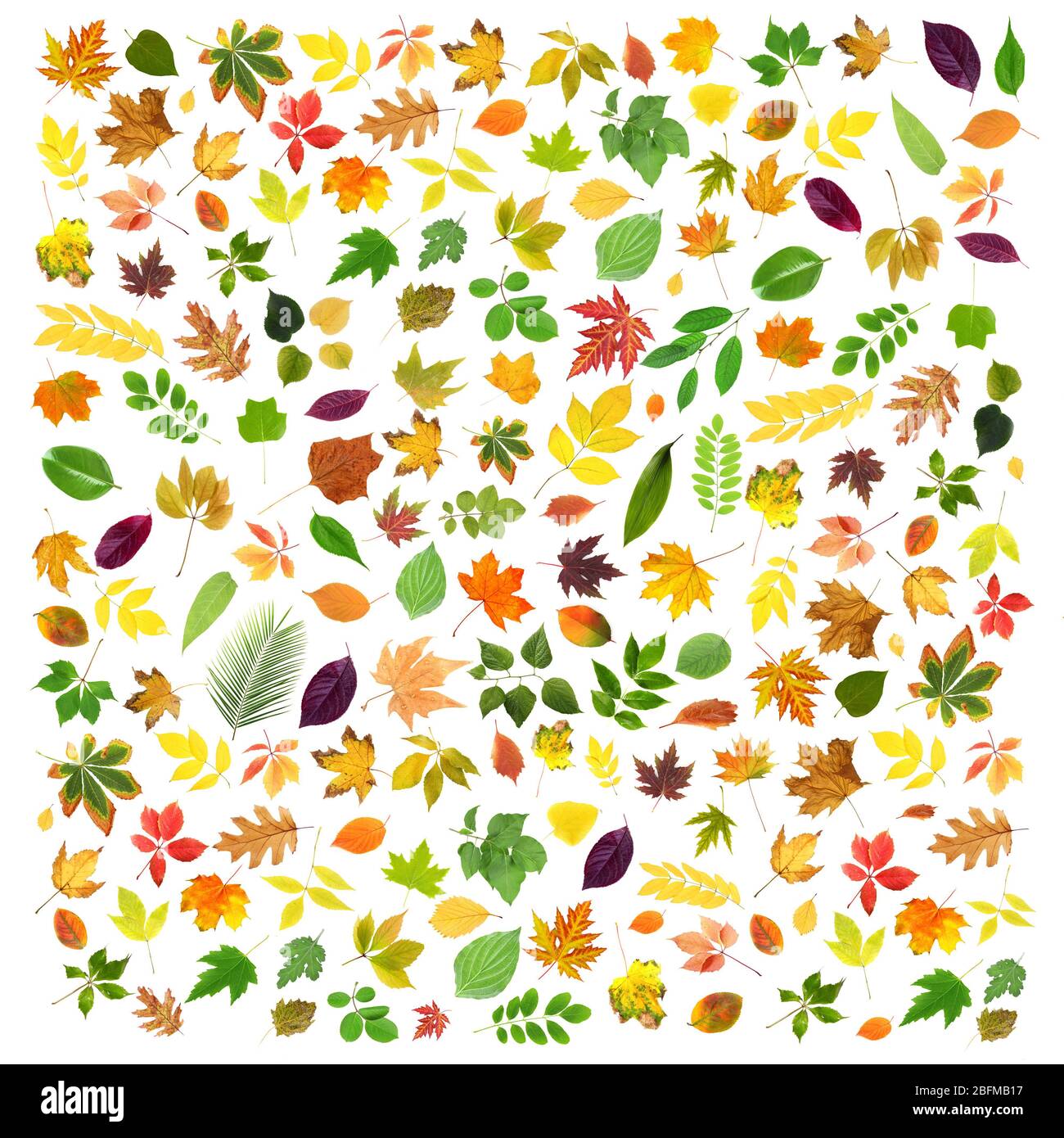 Different colorful leaves, isolated on white Stock Photo - Alamy