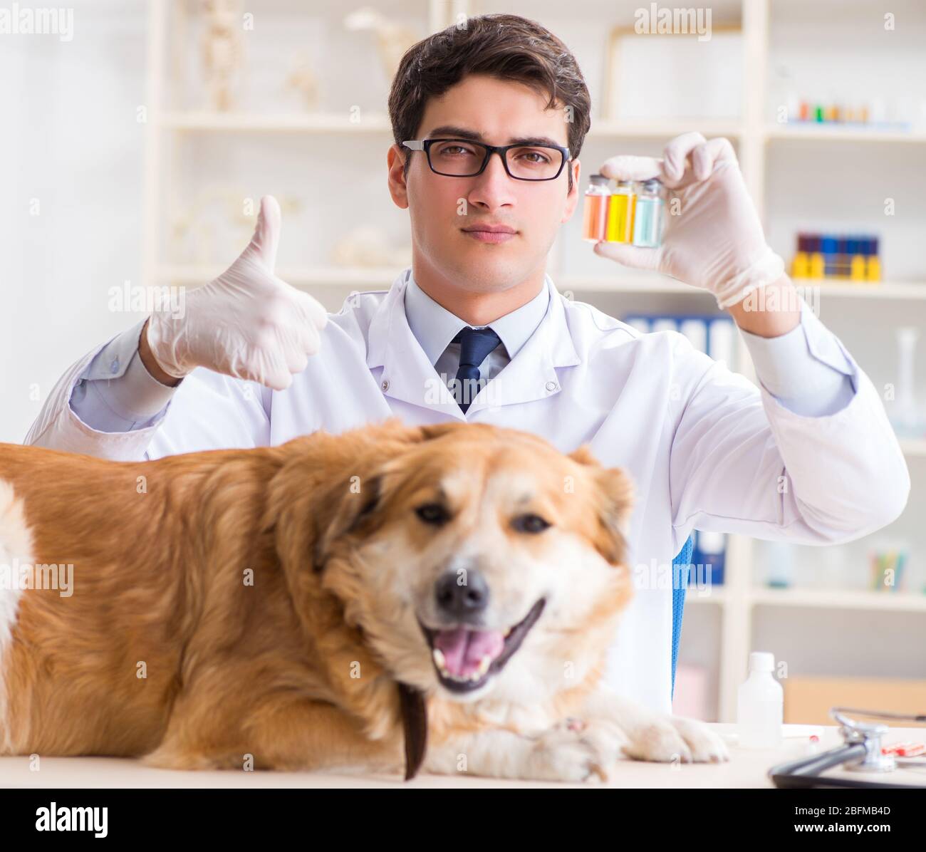 The doctor examining golden retriever dog in vet clinic Stock Photo - Alamy