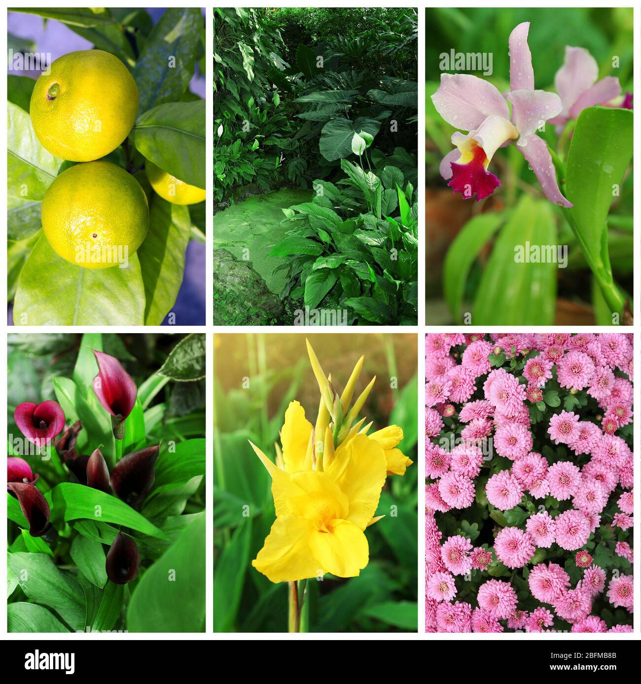 Collage with beautiful flowers and plants in the garden Stock Photo - Alamy