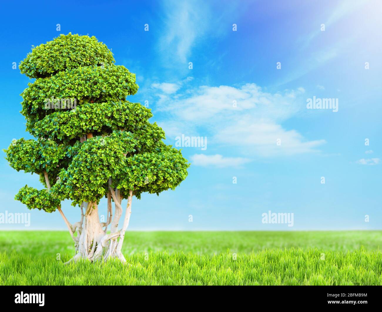 Bonsai tree on nature background with blue sky Stock Photo - Alamy