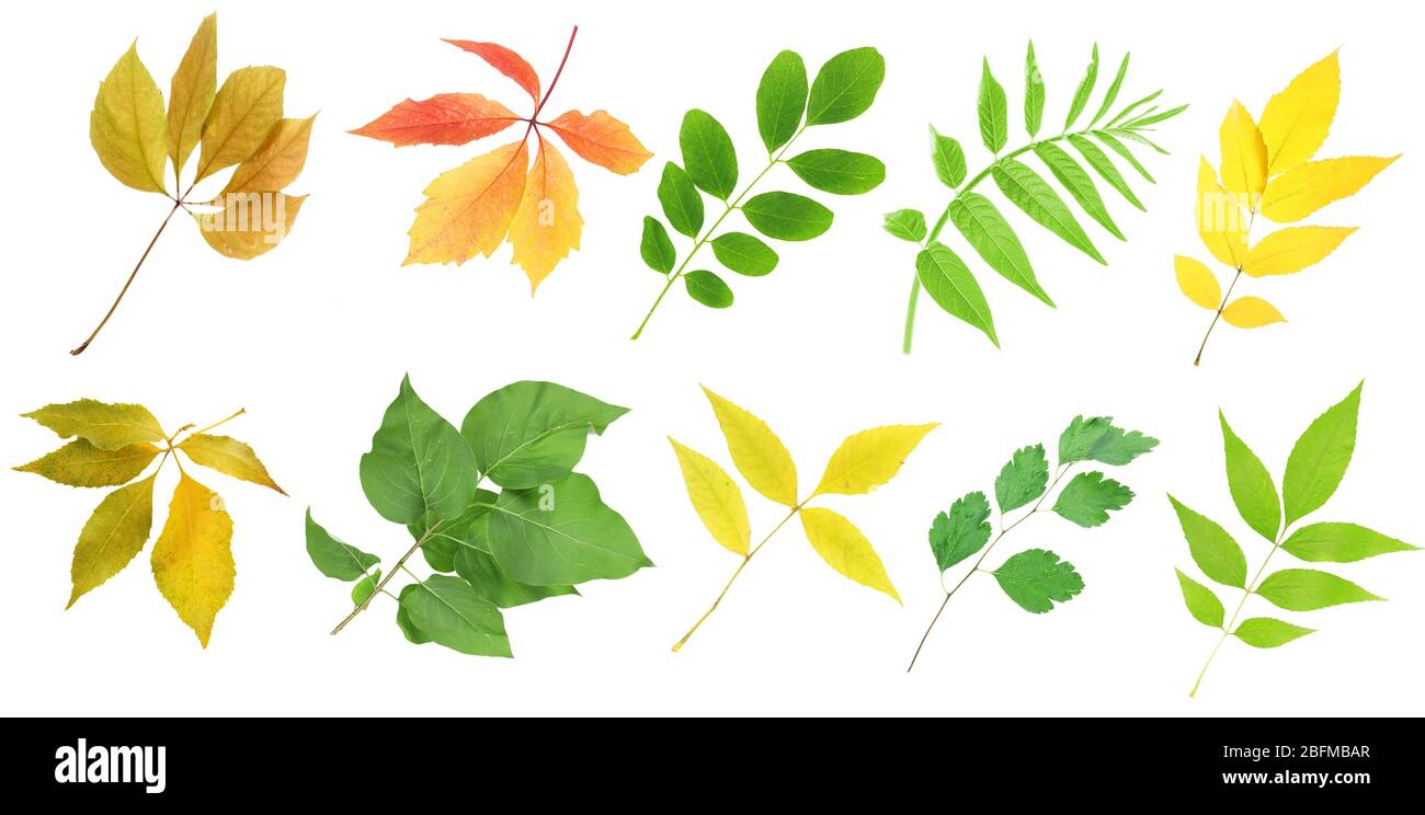 Different colorful leaves, isolated on white Stock Photo - Alamy