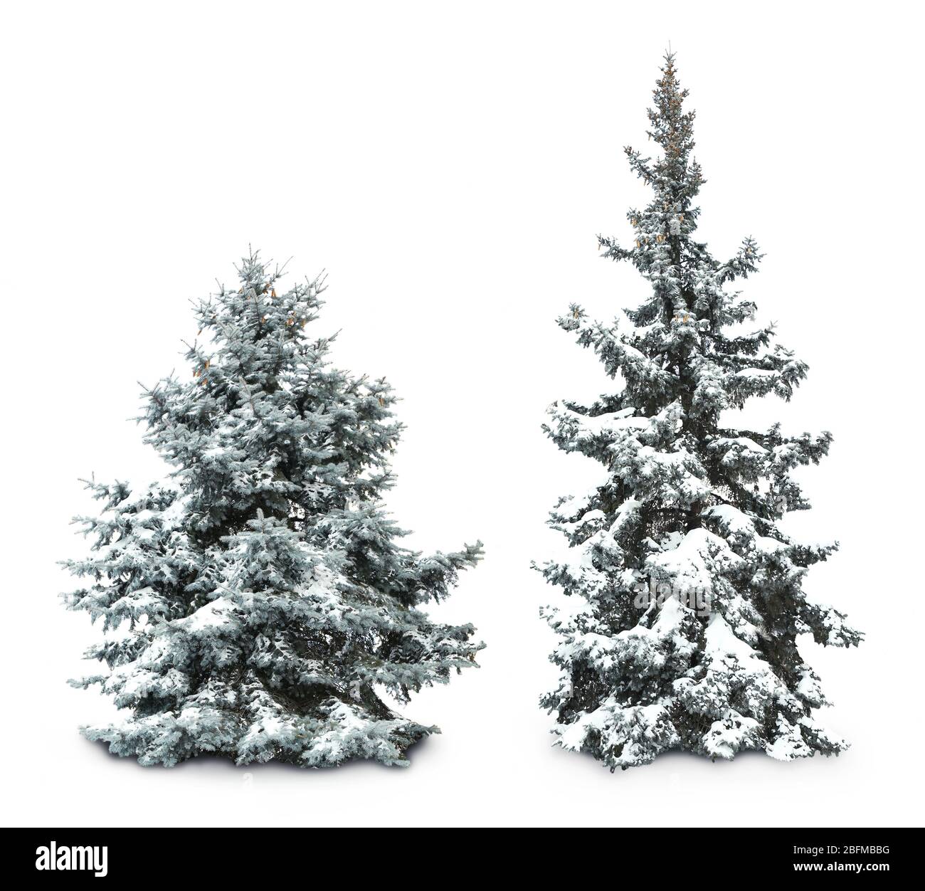 Fir trees on snow Cut Out Stock Images & Pictures - Alamy