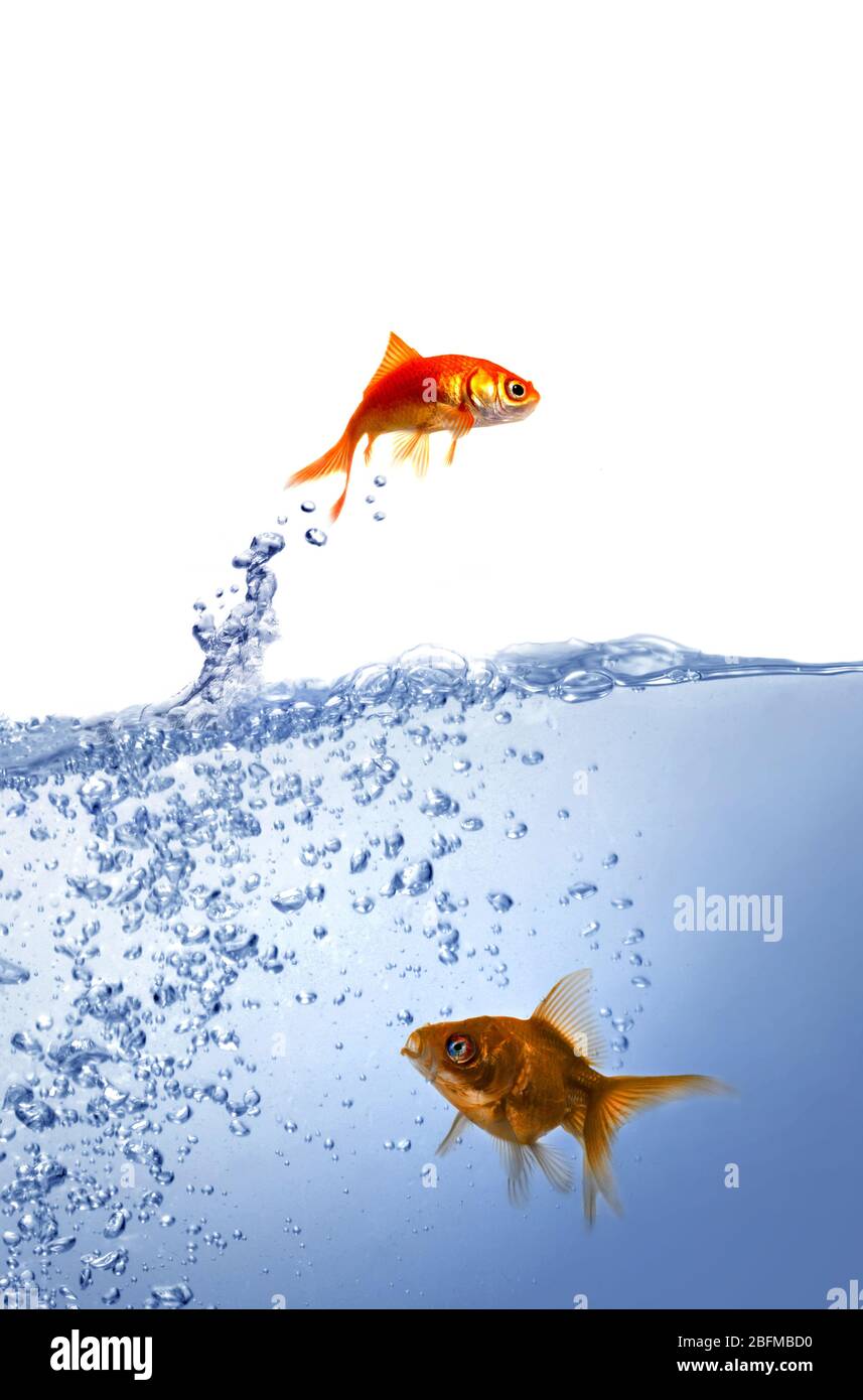 Goldfish water splash hi-res stock photography and images - Alamy