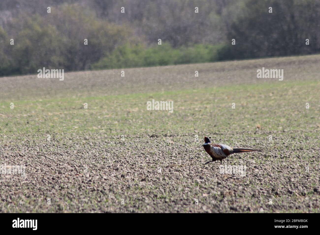 Country Living Garden Of England Stock Photo - Alamy