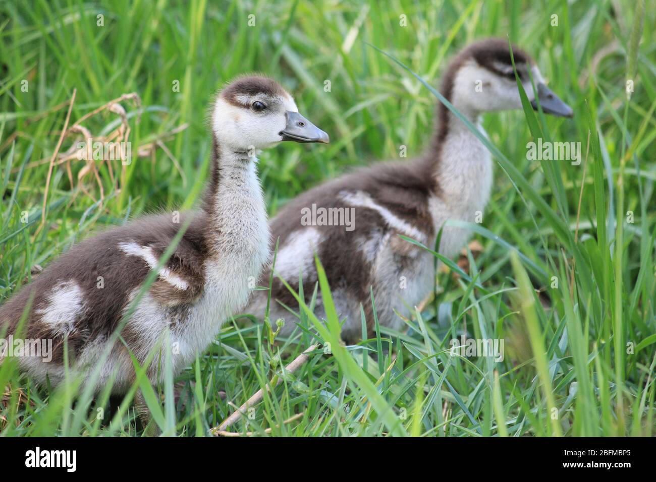 Egyptian geese in a citypark in Nijmegen, the Netherlands Stock Photo ...