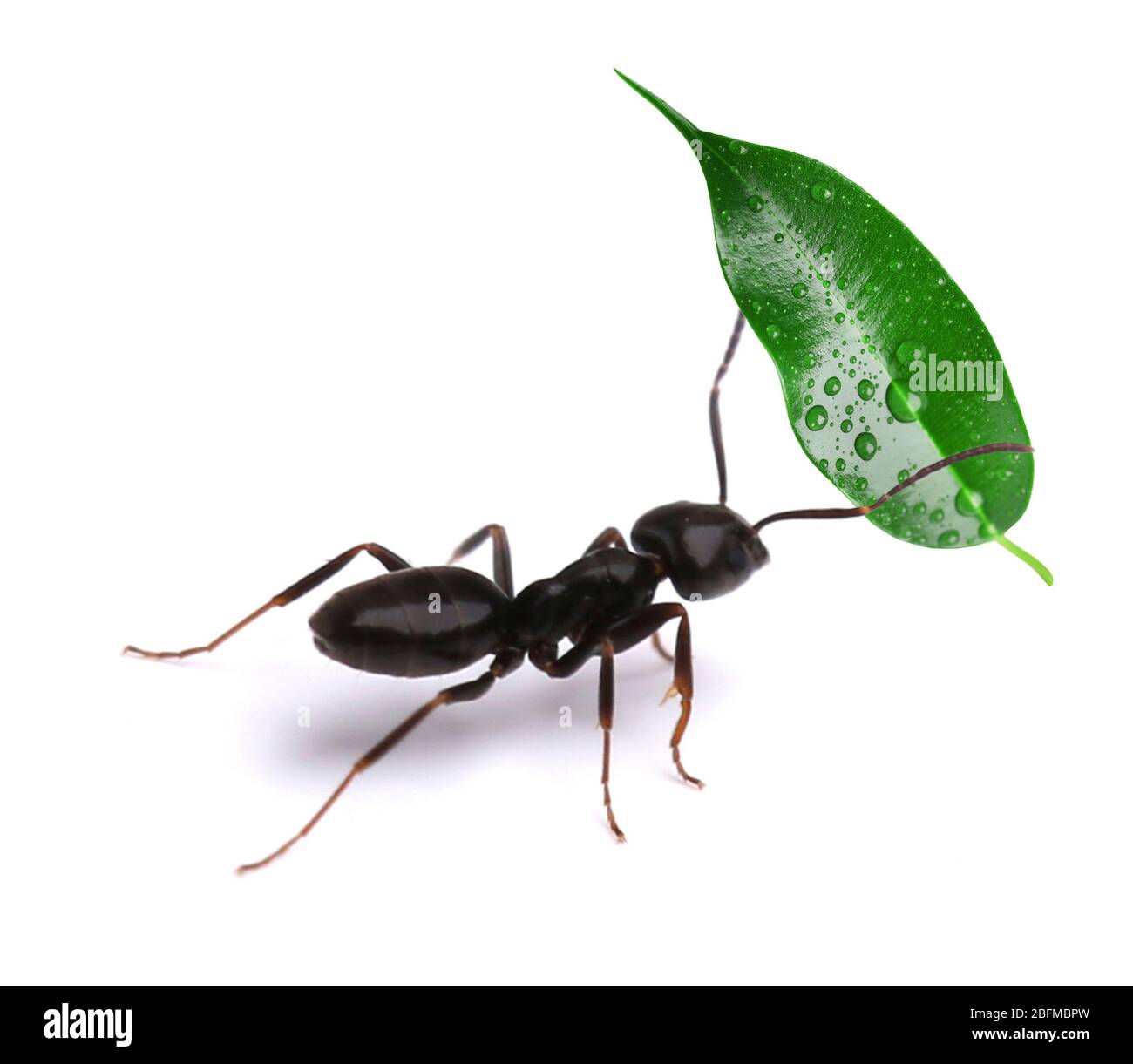 Small ant carrying green leaf, isolated on white Stock Photo - Alamy