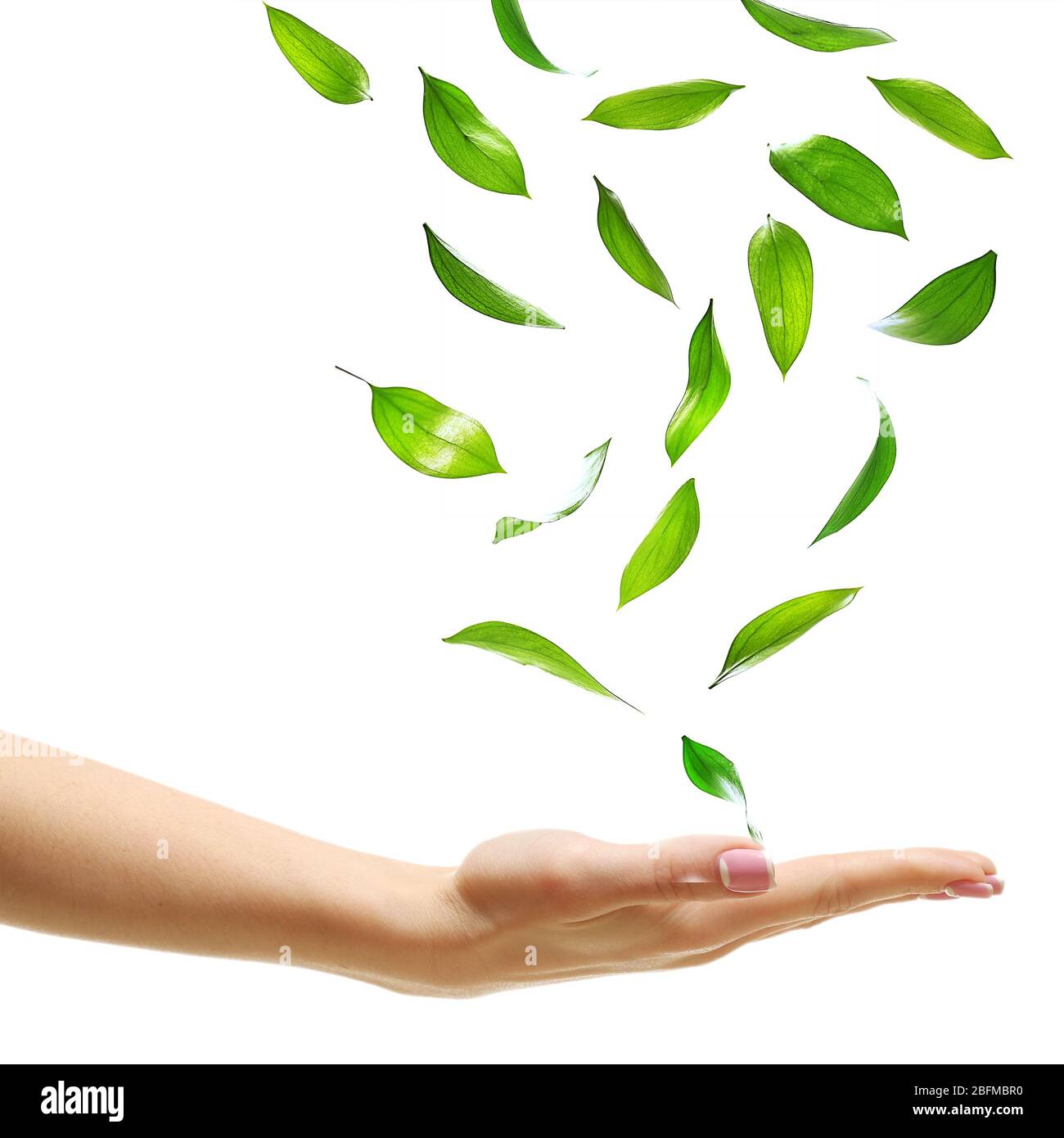 Green leaves falling into woman hand, isolated on white Stock Photo - Alamy