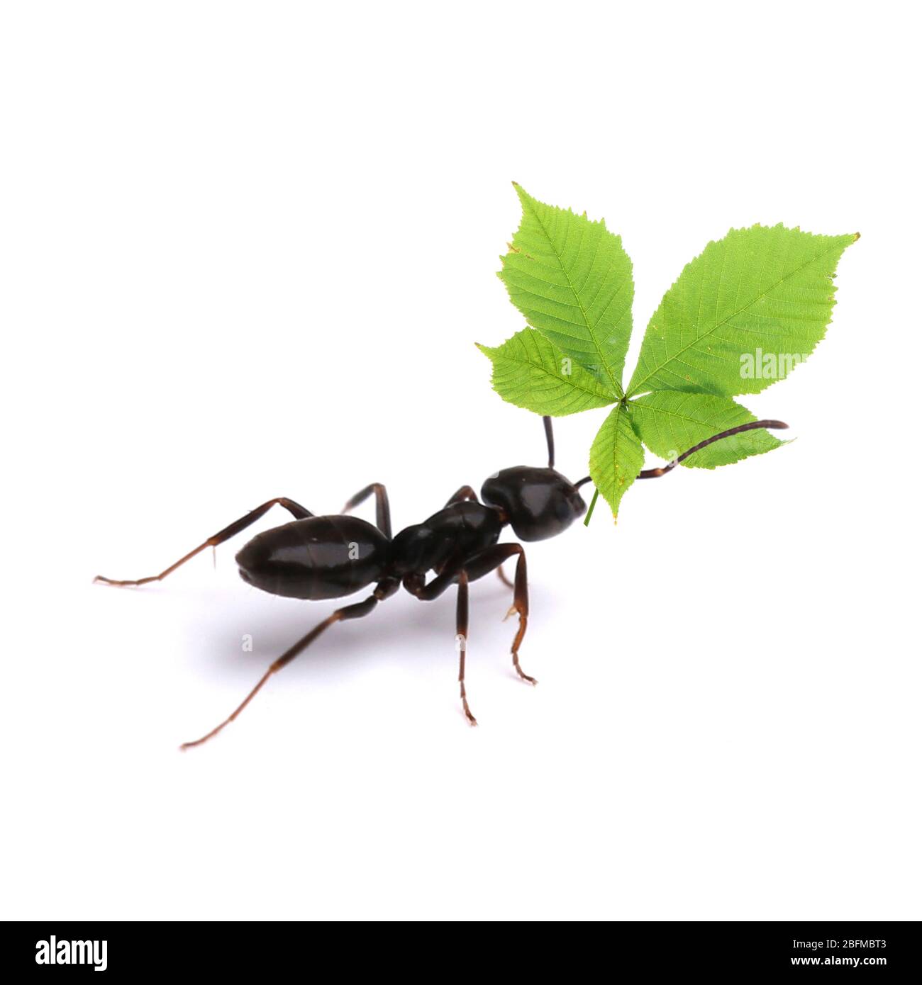 Small ant carrying green leaf, isolated on white Stock Photo - Alamy