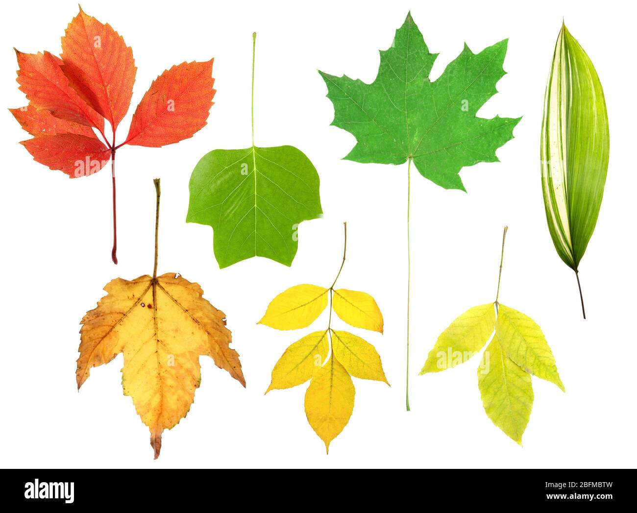 Different colorful leaves, isolated on white Stock Photo - Alamy