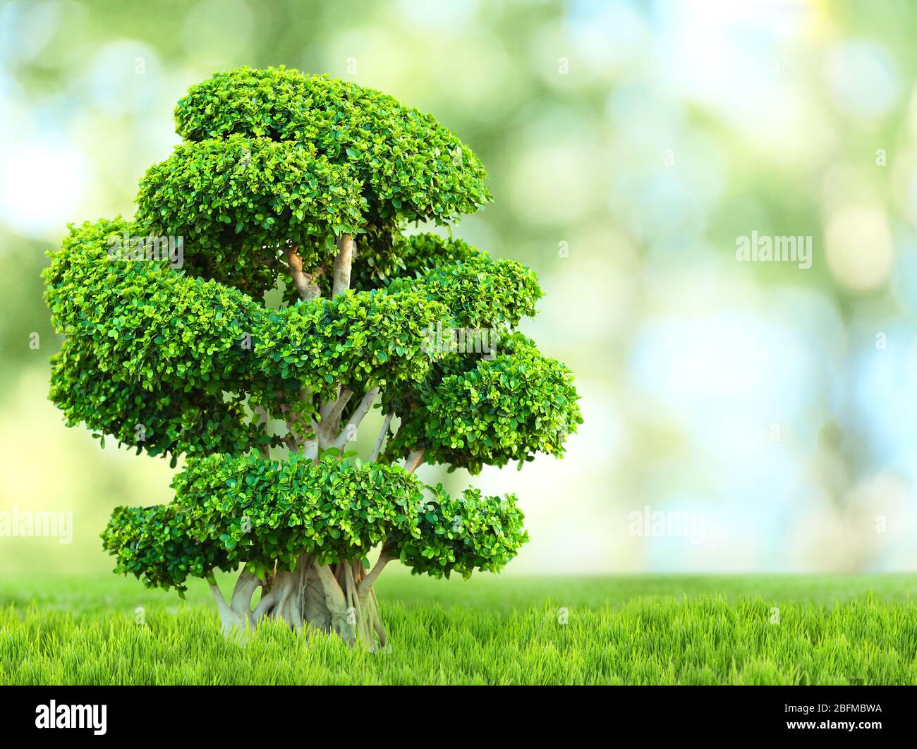 Bonsai tree on green nature background Stock Photo - Alamy