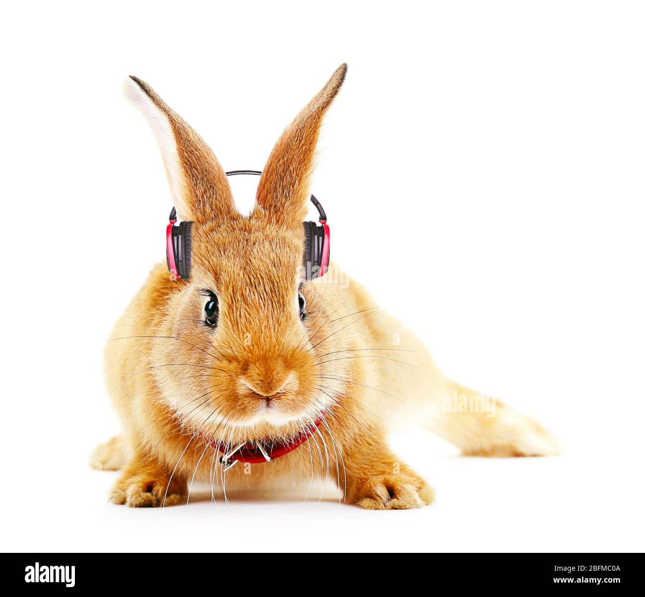 Red rabbit with headphones isolated on white Stock Photo - Alamy