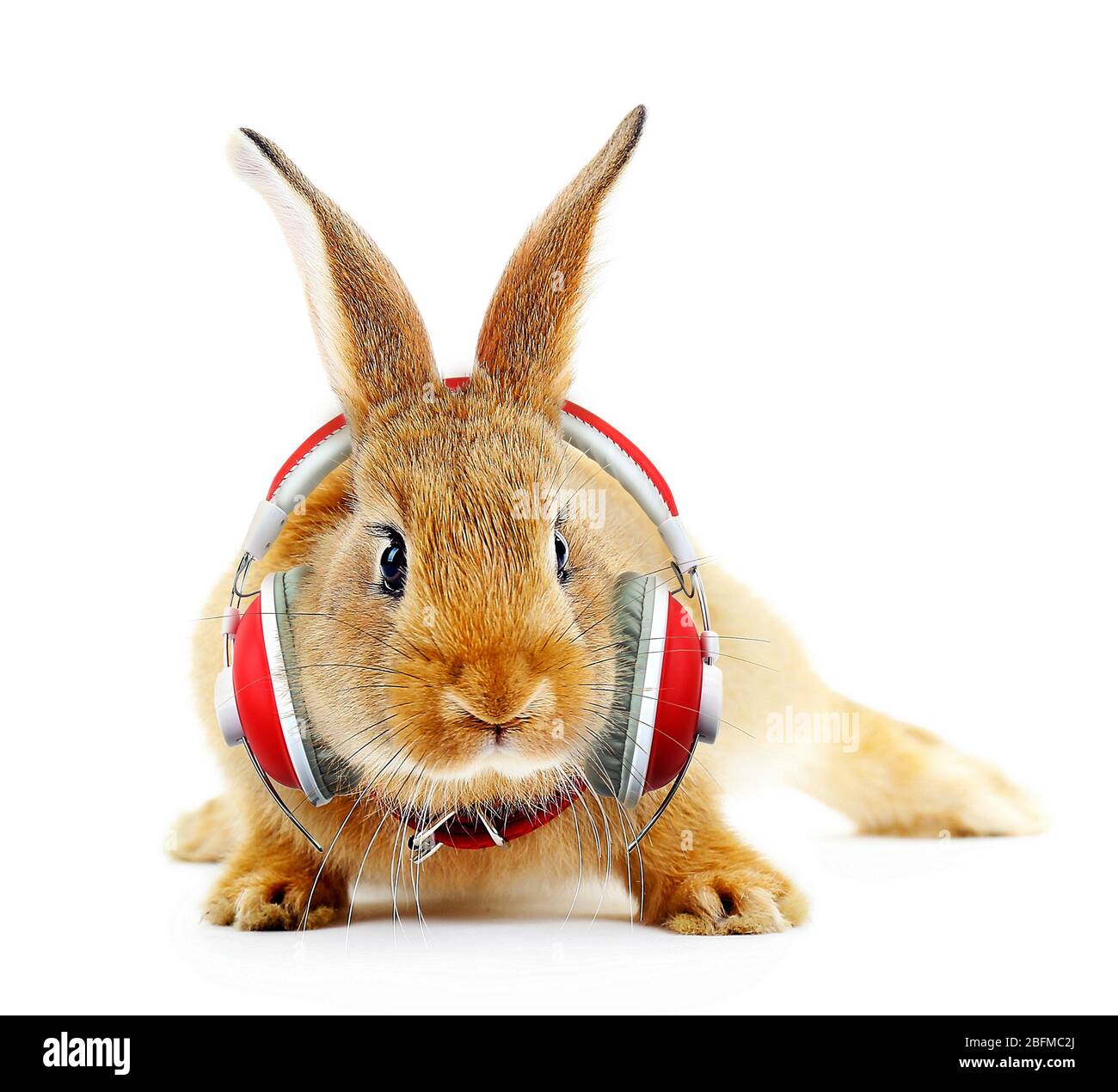 Red rabbit with headphones isolated on white Stock Photo - Alamy