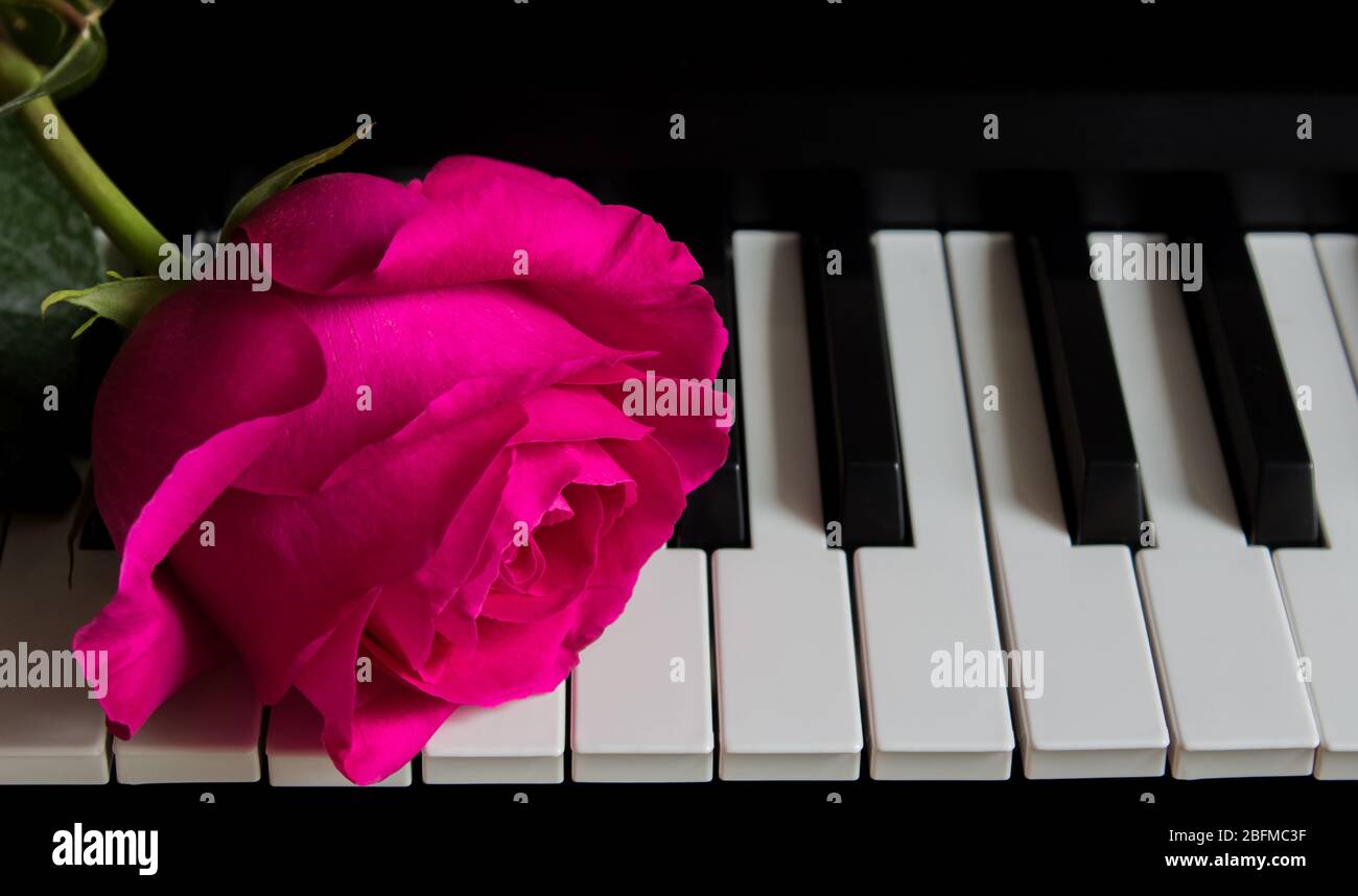 Beautiful Piano Rose