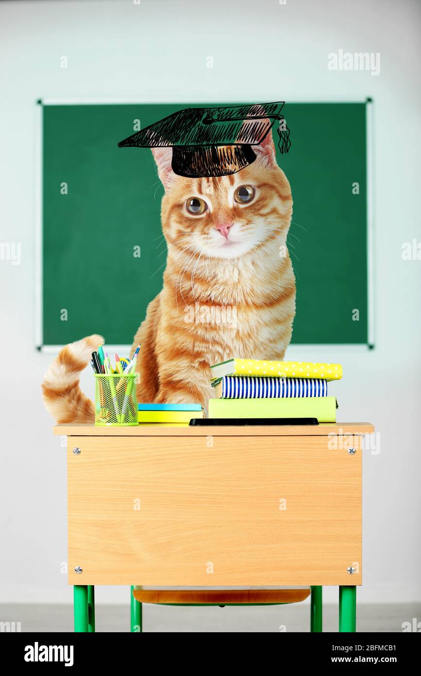Cat school- funny cat sitting on sits at a school desk Stock Photo - Alamy