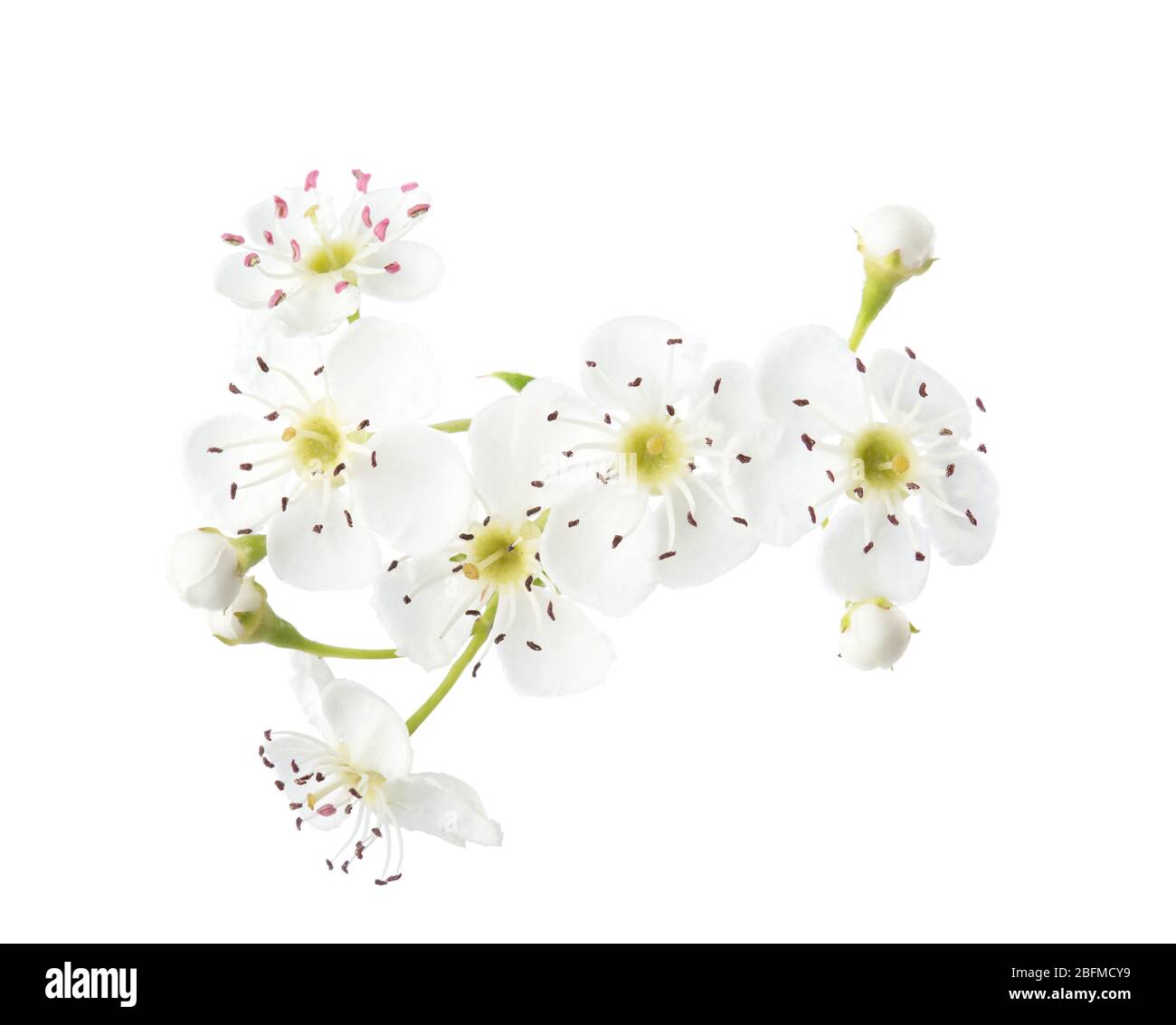 Mayflower tree flower Cut Out Stock Images & Pictures - Alamy