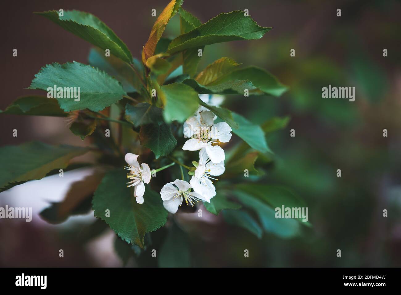 white flowers and young leaves of European cherry tree Stock Photo - Alamy