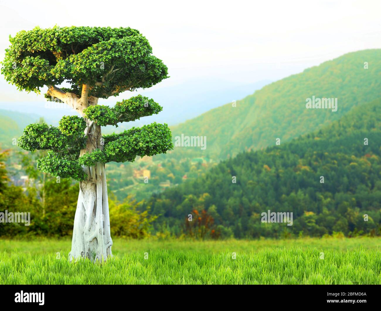 Bonsai tree on beautiful nature background Stock Photo - Alamy