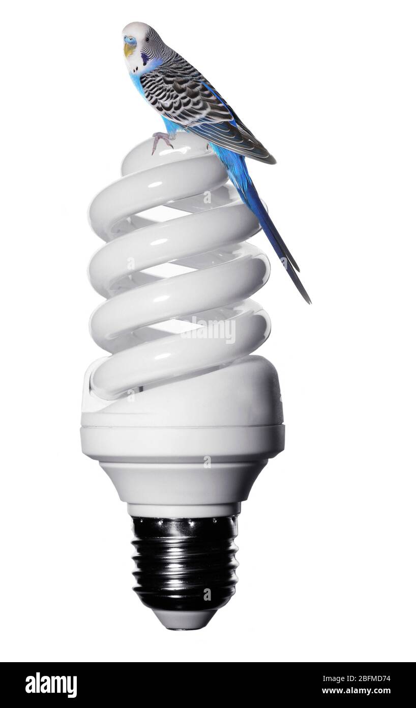 Little blue parrot sitting on light bulb isolated on white Stock Photo ...