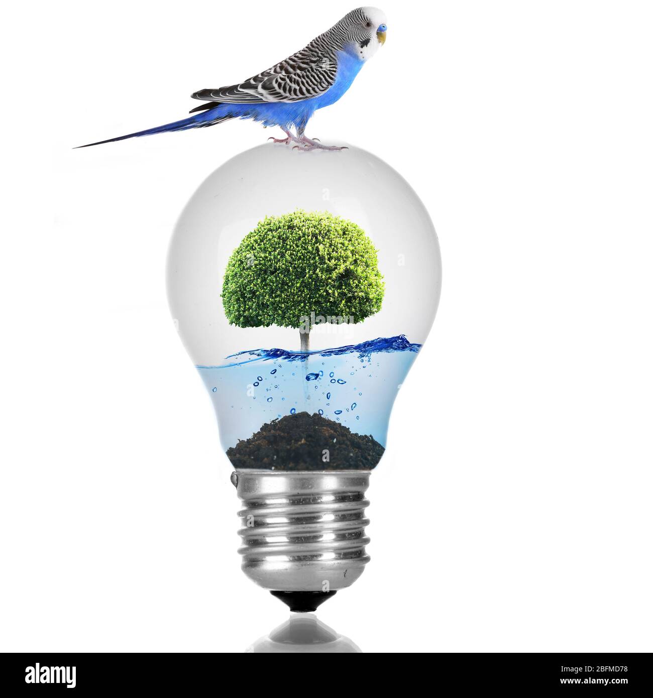 Little blue parrot sitting on light bulb with water and green tree ...