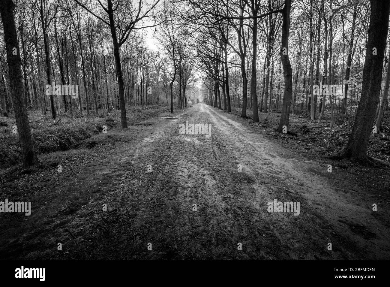 Old forest park Black and White Stock Photos & Images - Alamy