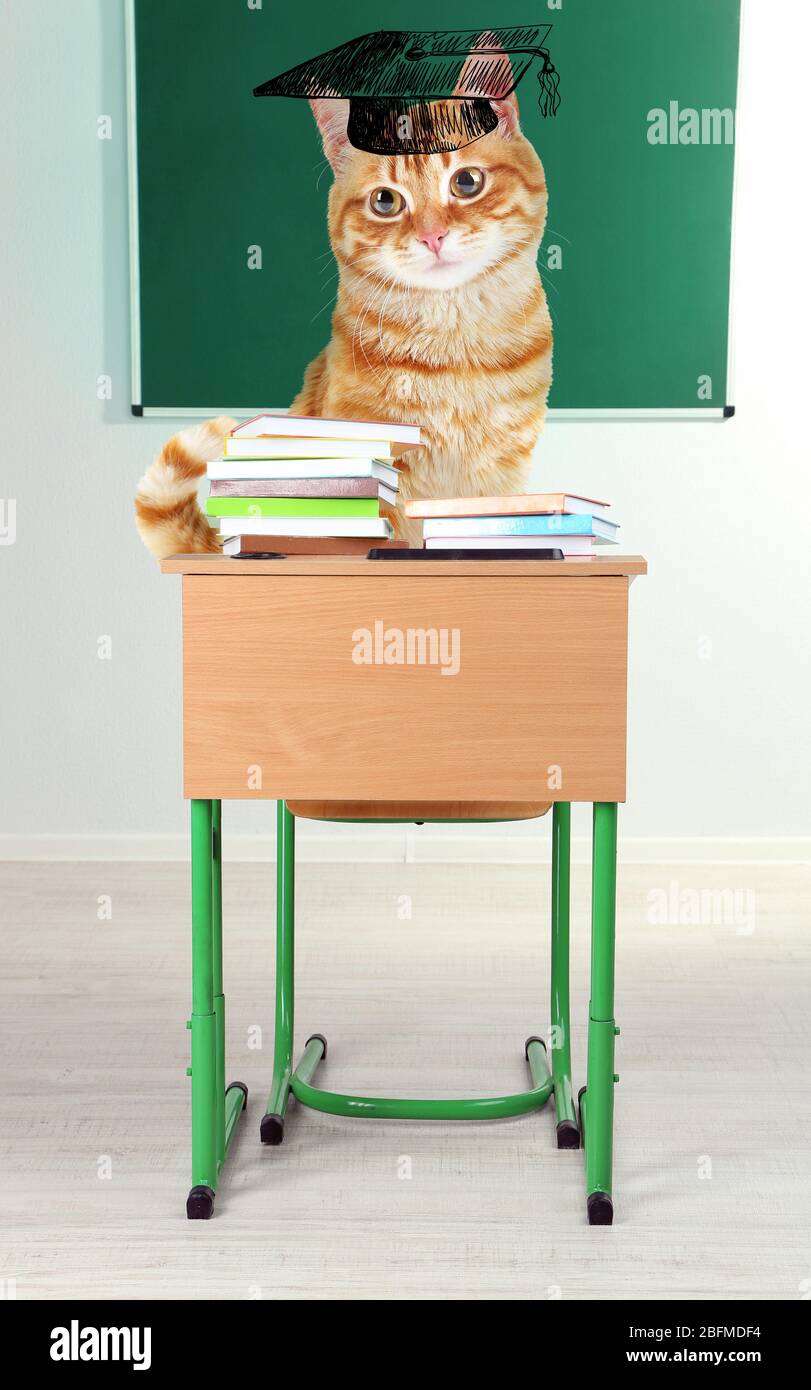 Cat school- funny cat sitting on sits at a school desk Stock Photo - Alamy