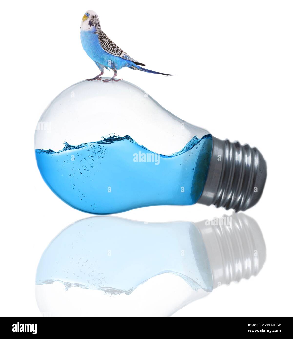 Little blue parrot sitting on light bulb isolated on white Stock Photo ...