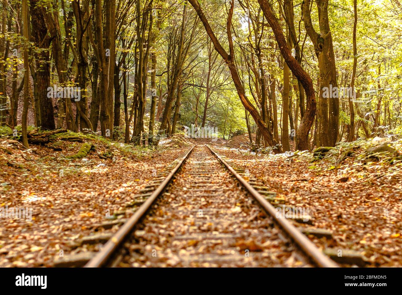 The narrow gauge train tracks of the Kemence Forest Railway Stock Photo ...