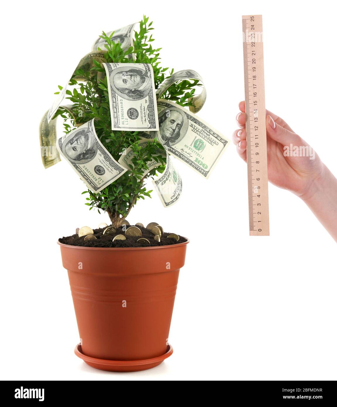 Money tree and hand with ruler isolated on white Stock Photo - Alamy