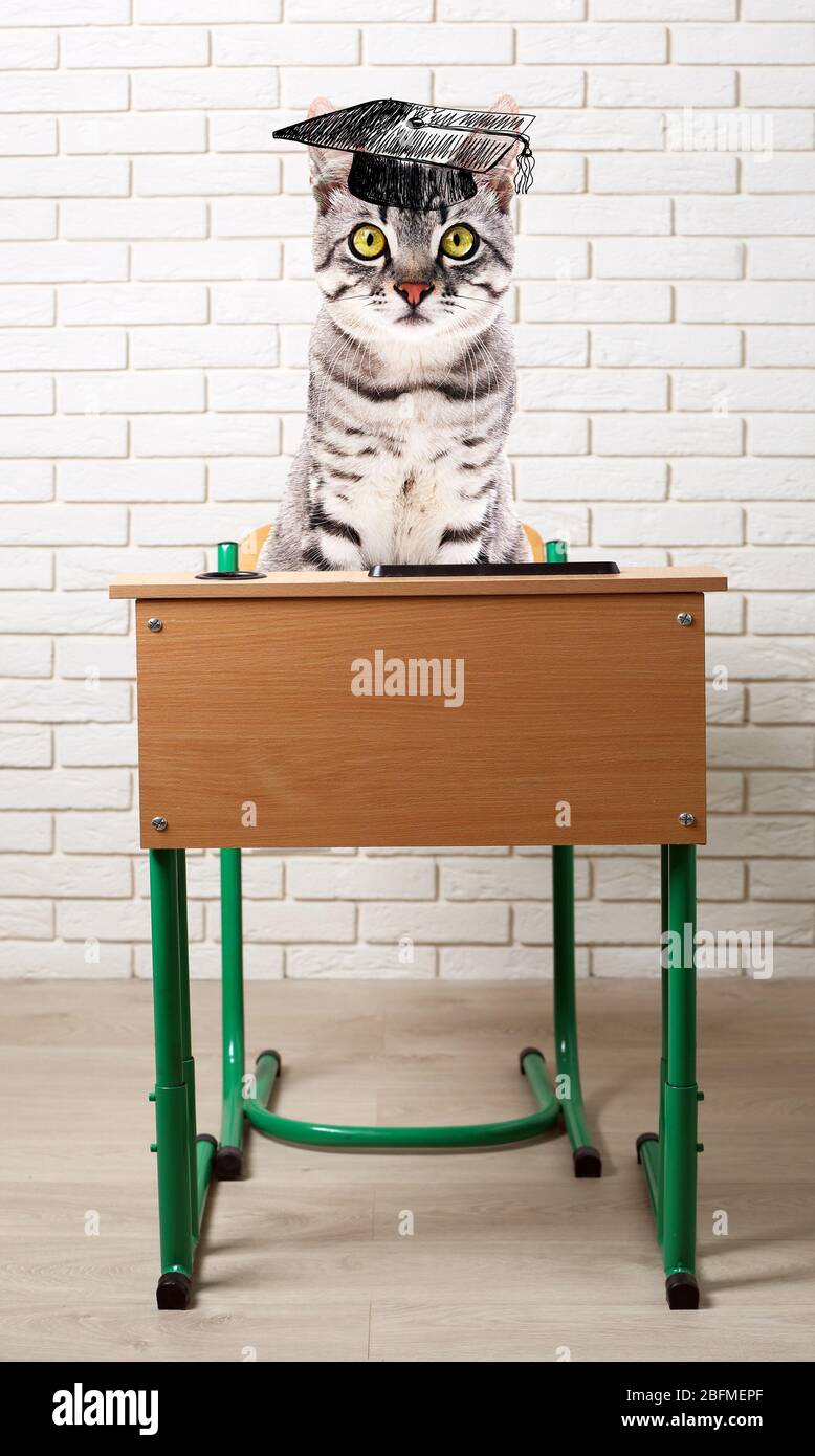 Cat school- funny cat sitting on sits at a school desk Stock Photo - Alamy