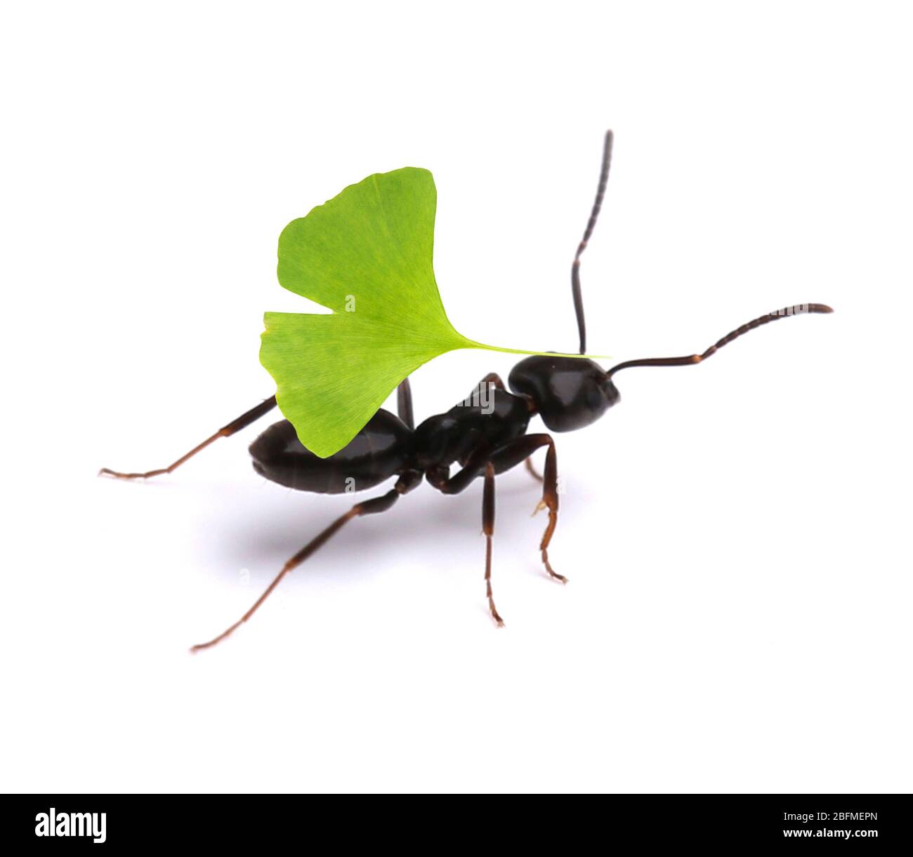 Small ant carrying green leaf, isolated on white Stock Photo - Alamy