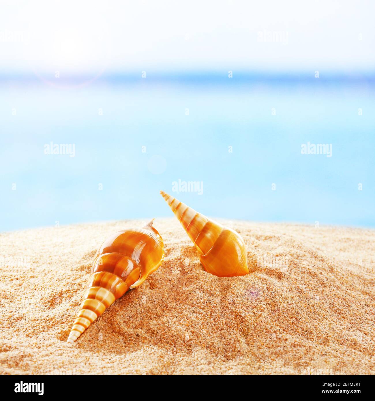 Shells on sandy beach Stock Photo - Alamy