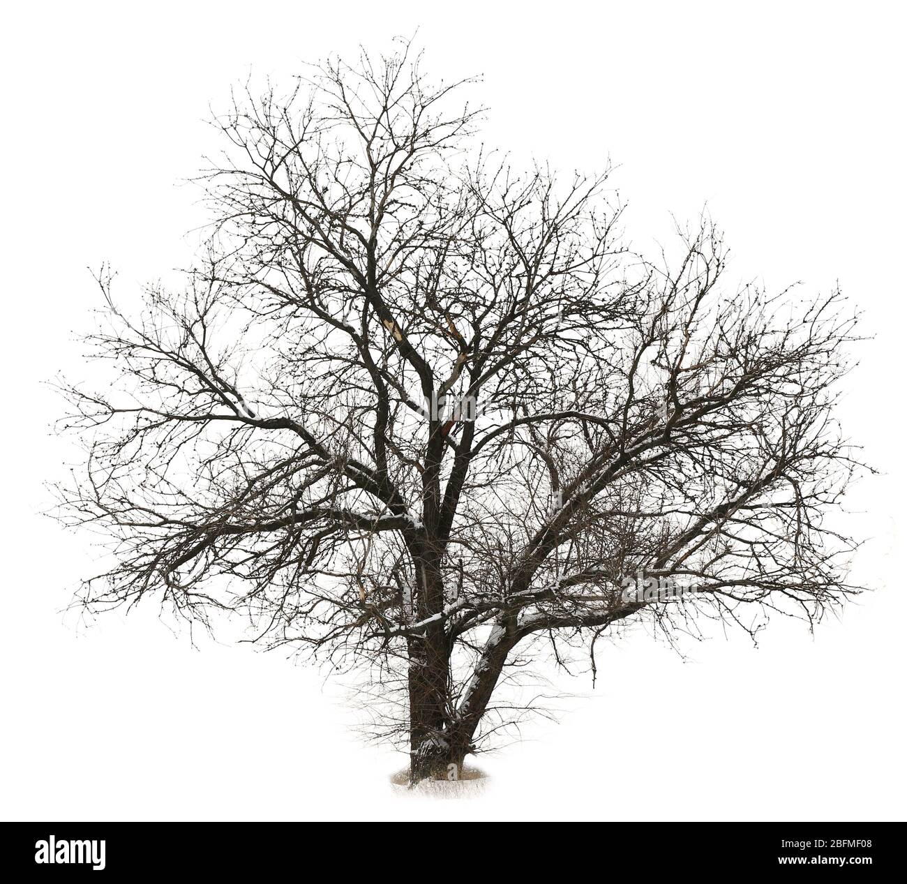 Tree without leaves, isolated on white Stock Photo - Alamy