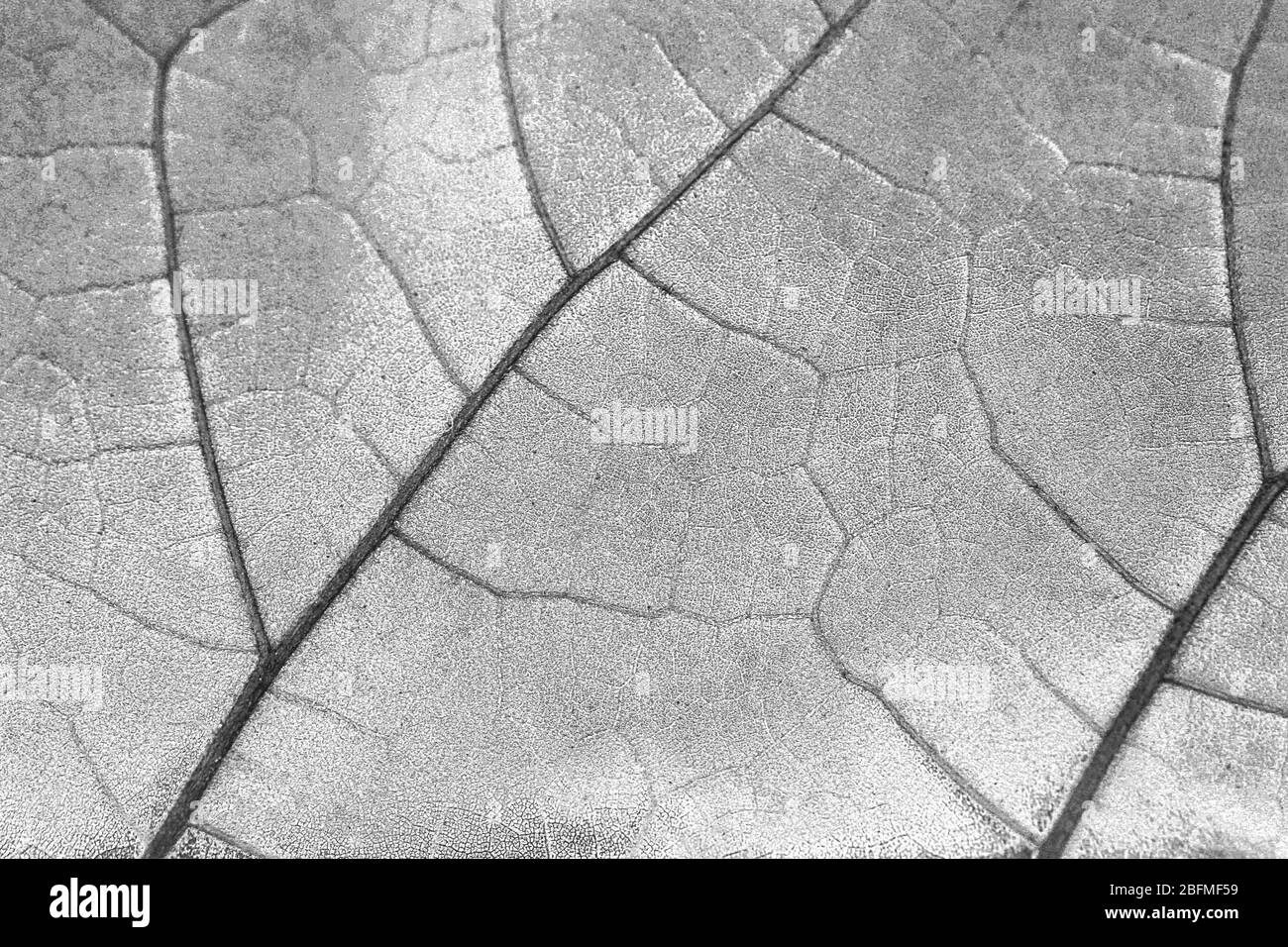 Perfect leaf texture, close up. Retro style Stock Photo - Alamy