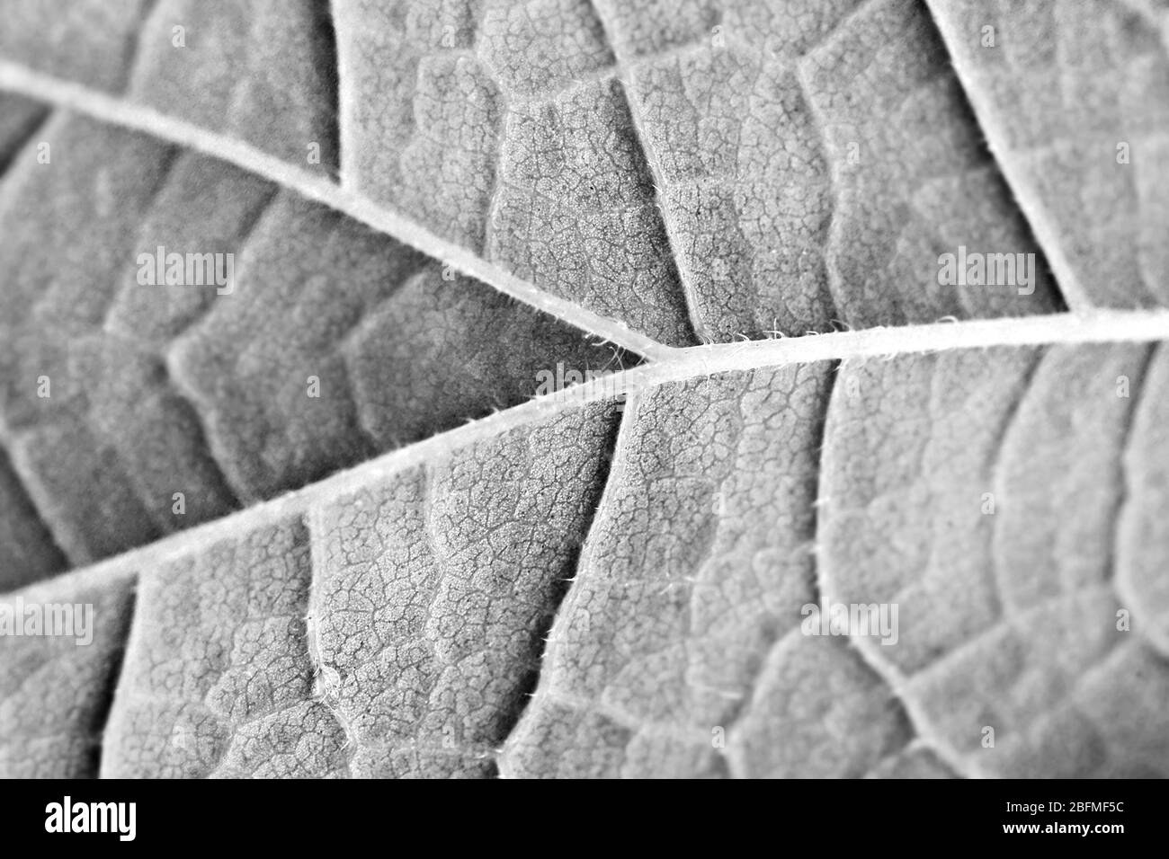 Perfect leaf texture, close up. Retro style Stock Photo - Alamy