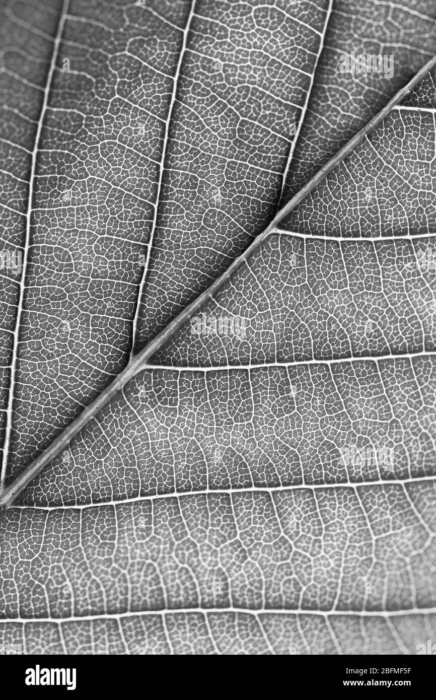 Perfect leaf texture, close up. Retro style Stock Photo - Alamy