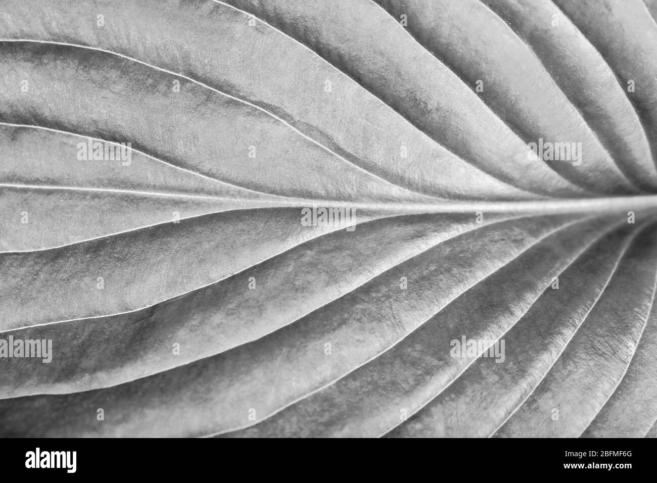 Close up texture eco Black and White Stock Photos & Images - Alamy