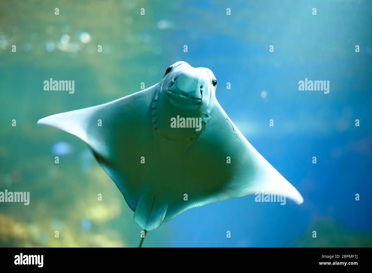 Stingray face hi-res stock photography and images - Alamy