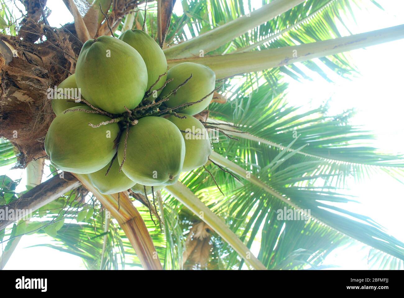 Coconut Tree Grove High Resolution Stock Photography and Images - Alamy