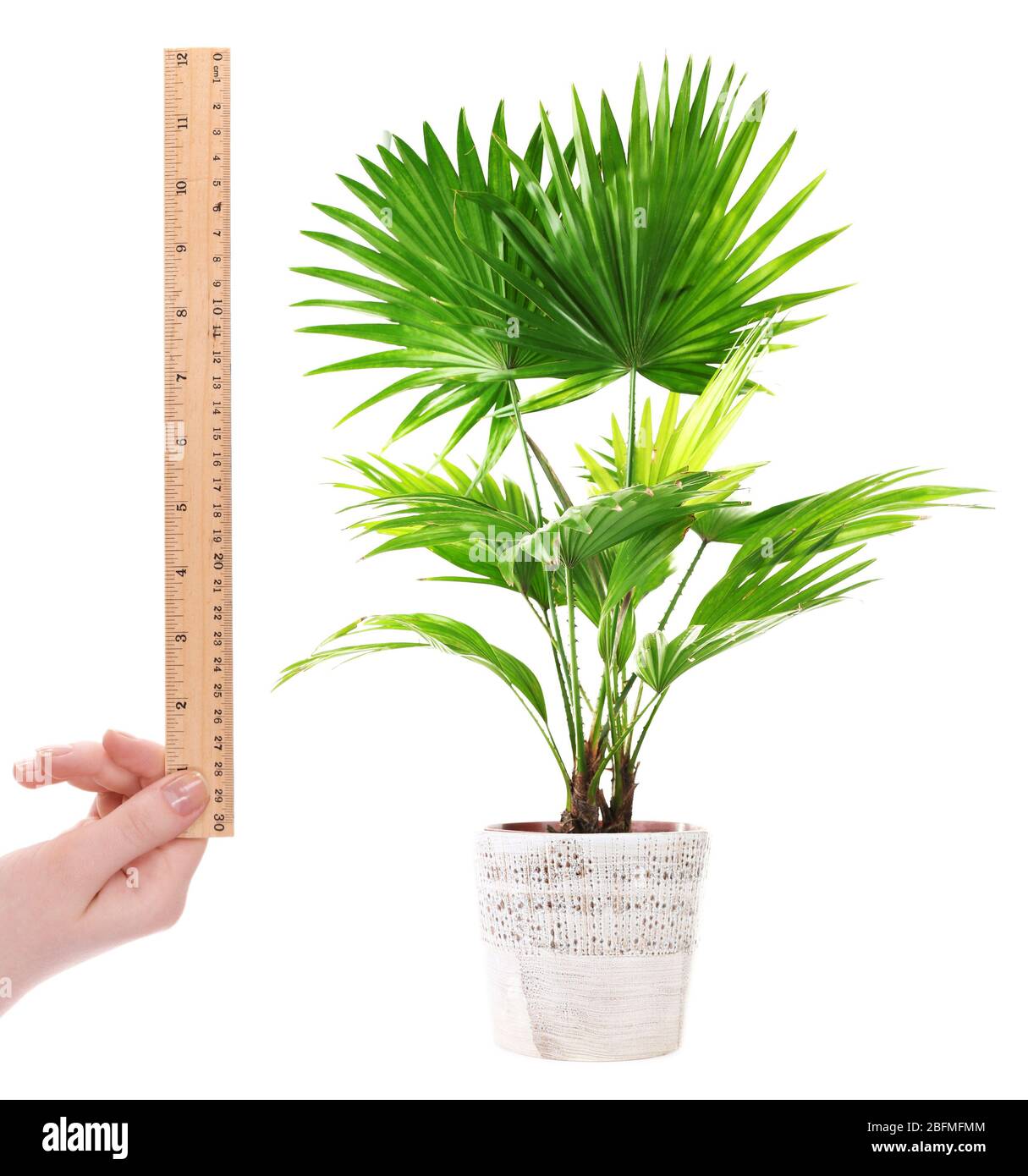 Measure height tree hi-res stock photography and images - Alamy
