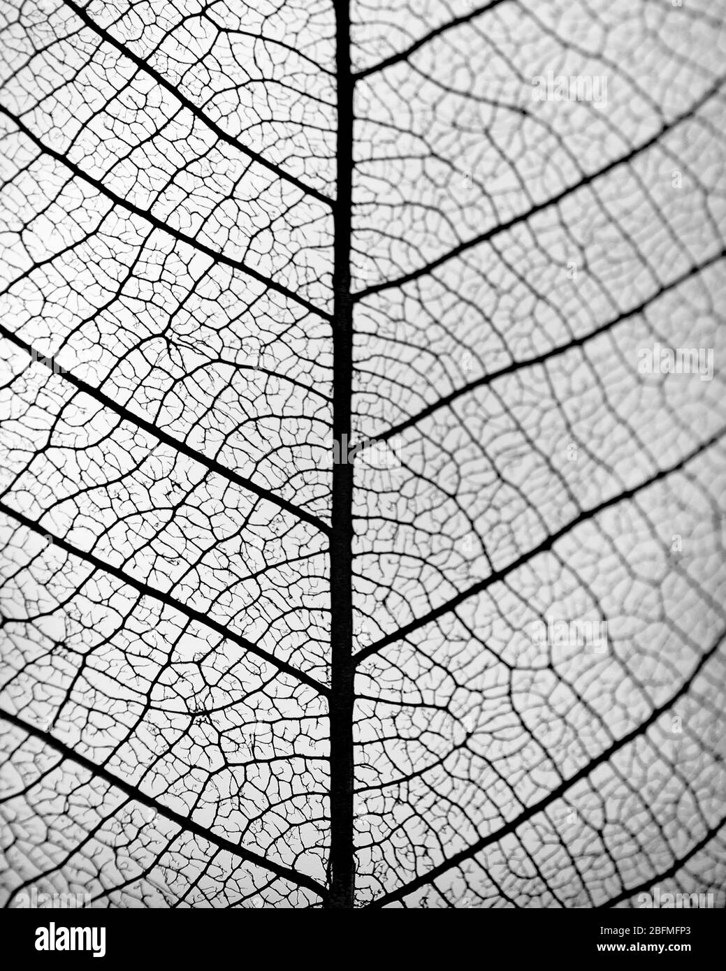Perfect leaf texture, close up. Retro style Stock Photo - Alamy