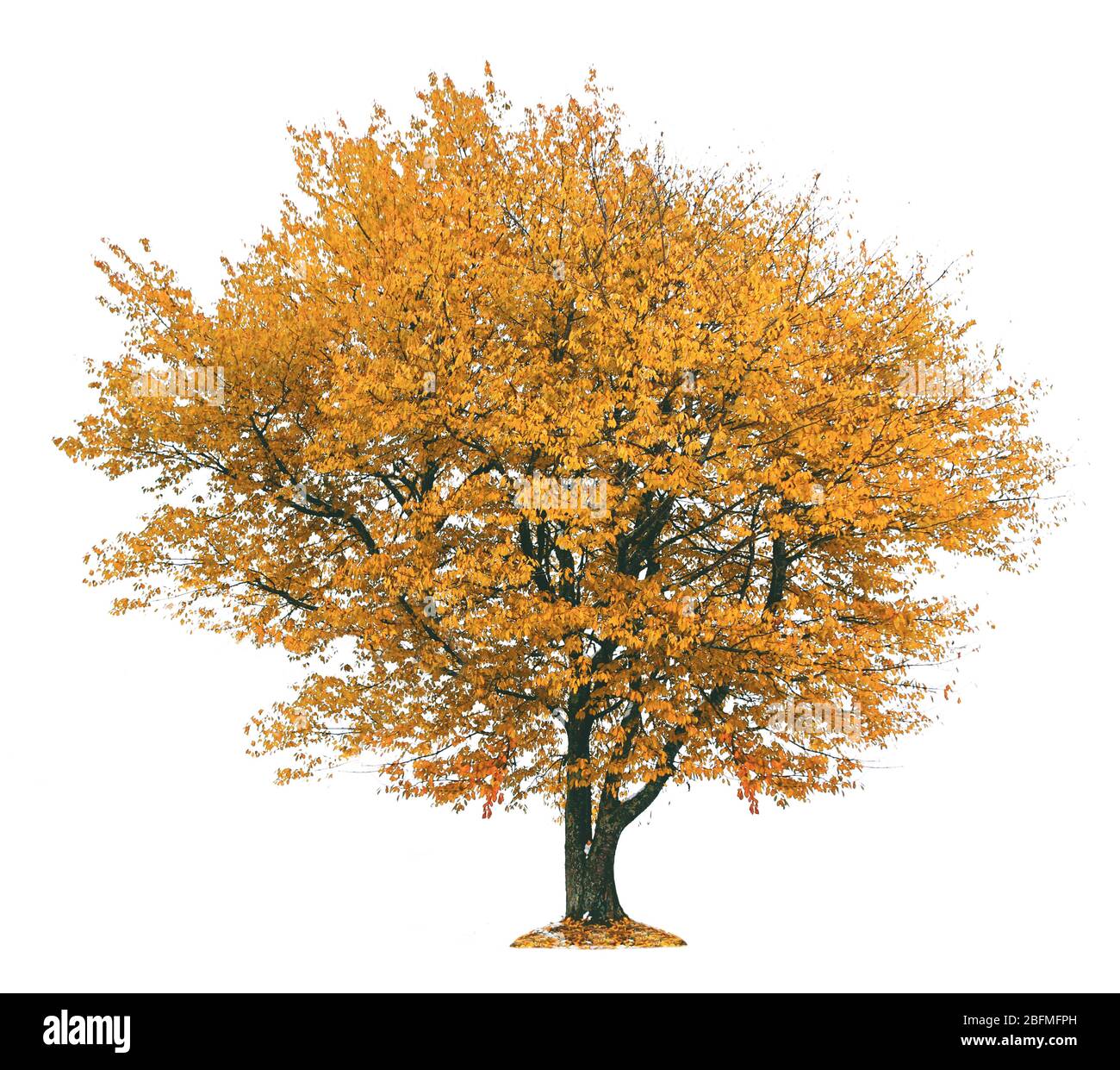 Autumnal tree, isolated on white Stock Photo - Alamy