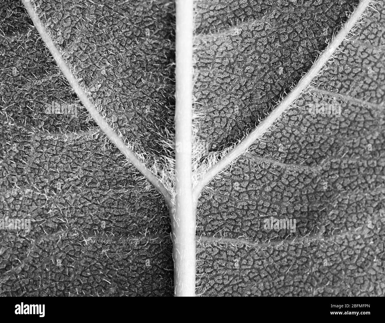 Perfect leaf texture, close up. Retro style Stock Photo - Alamy