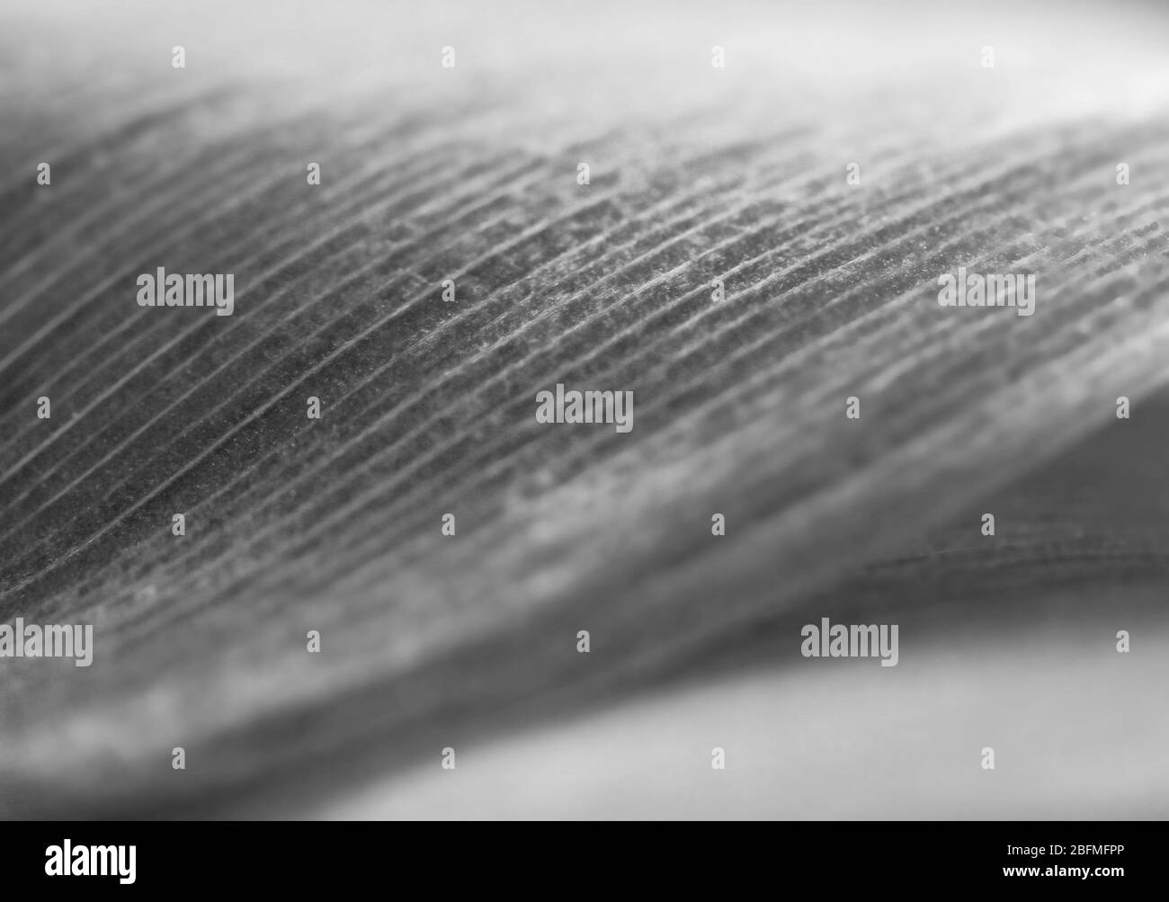 Perfect leaf texture, close up. Retro style Stock Photo - Alamy
