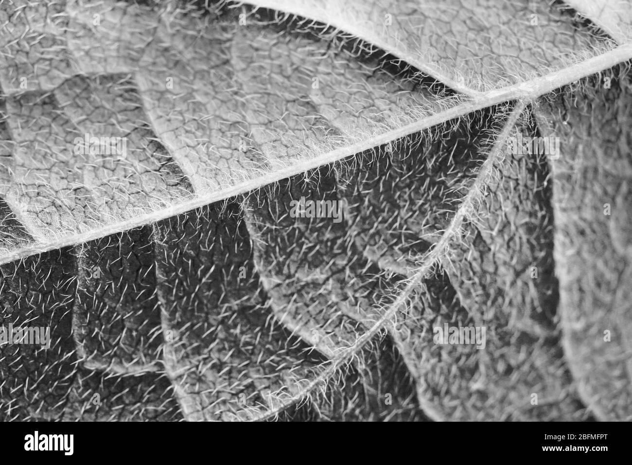Perfect leaf texture, close up. Retro style Stock Photo - Alamy