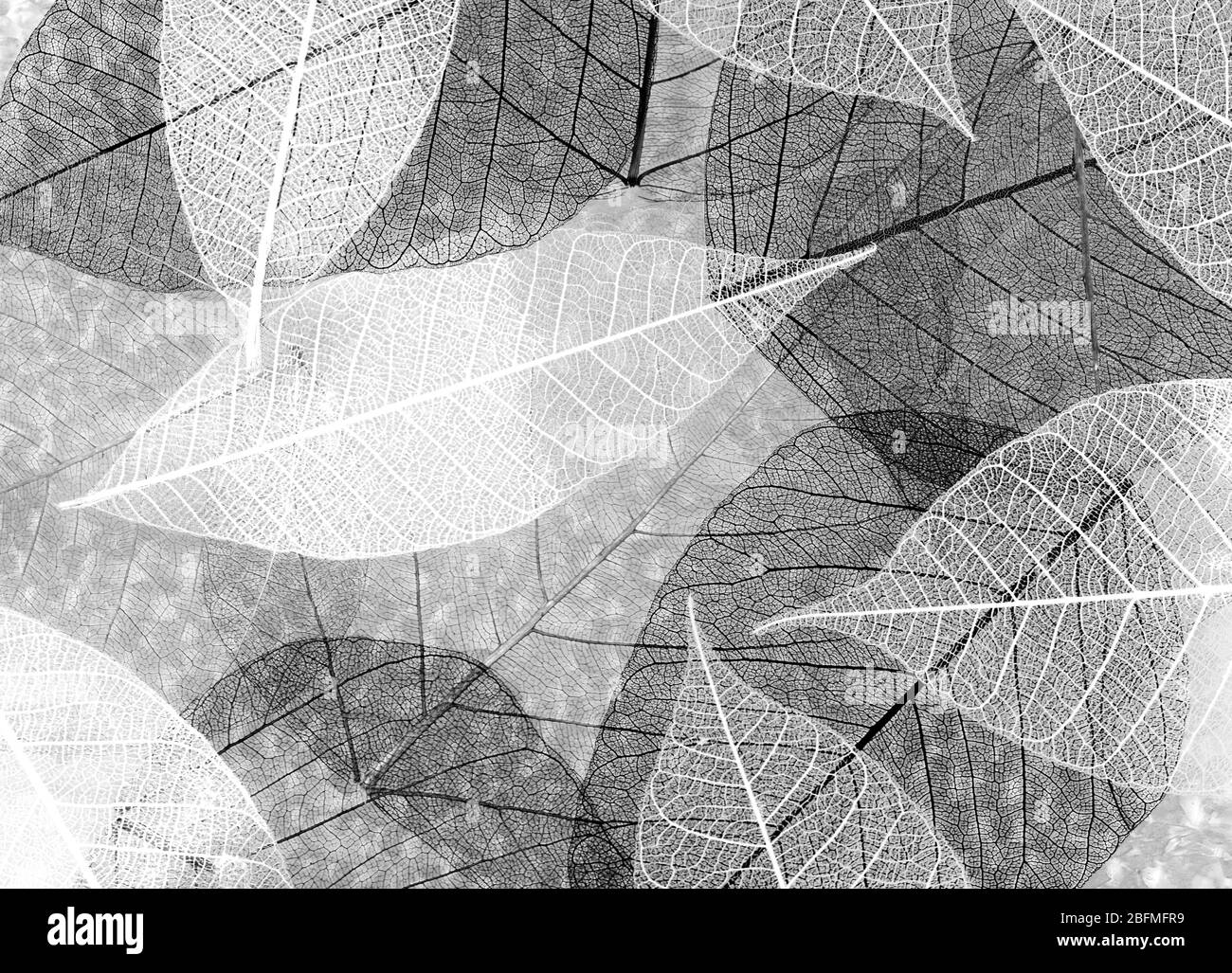 Abstract red leaf texture Black and White Stock Photos & Images - Alamy