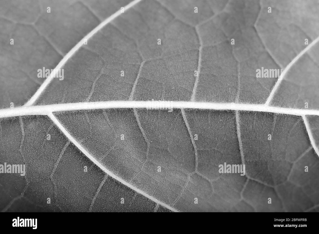 Perfect leaf texture, close up. Retro style Stock Photo - Alamy