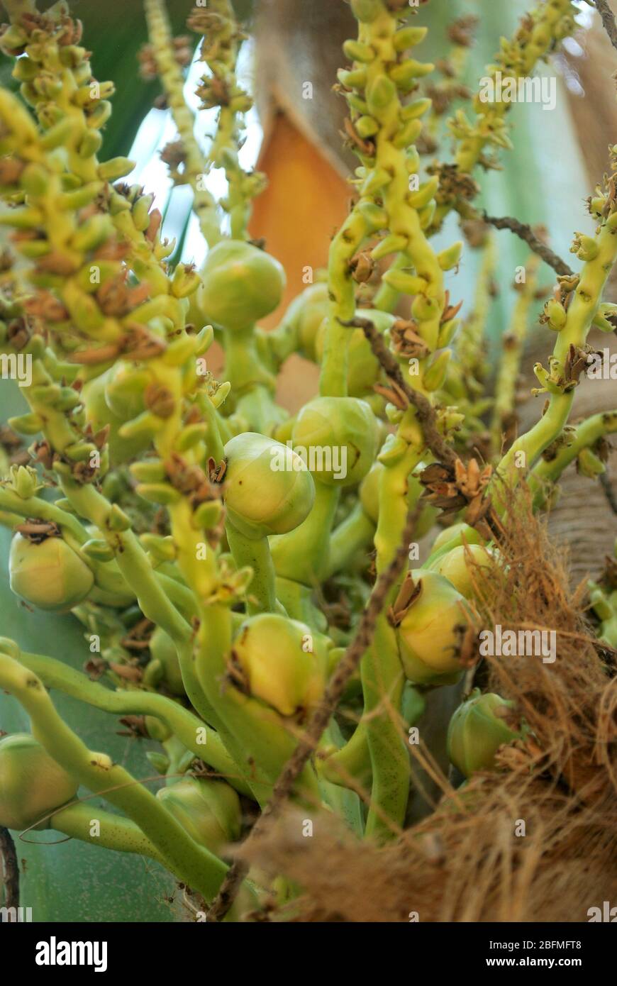 Leaf coconut tree hi-res stock photography and images - Alamy