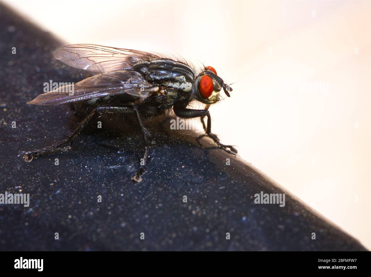 fly sitting on railing in macro Stock Photo - Alamy