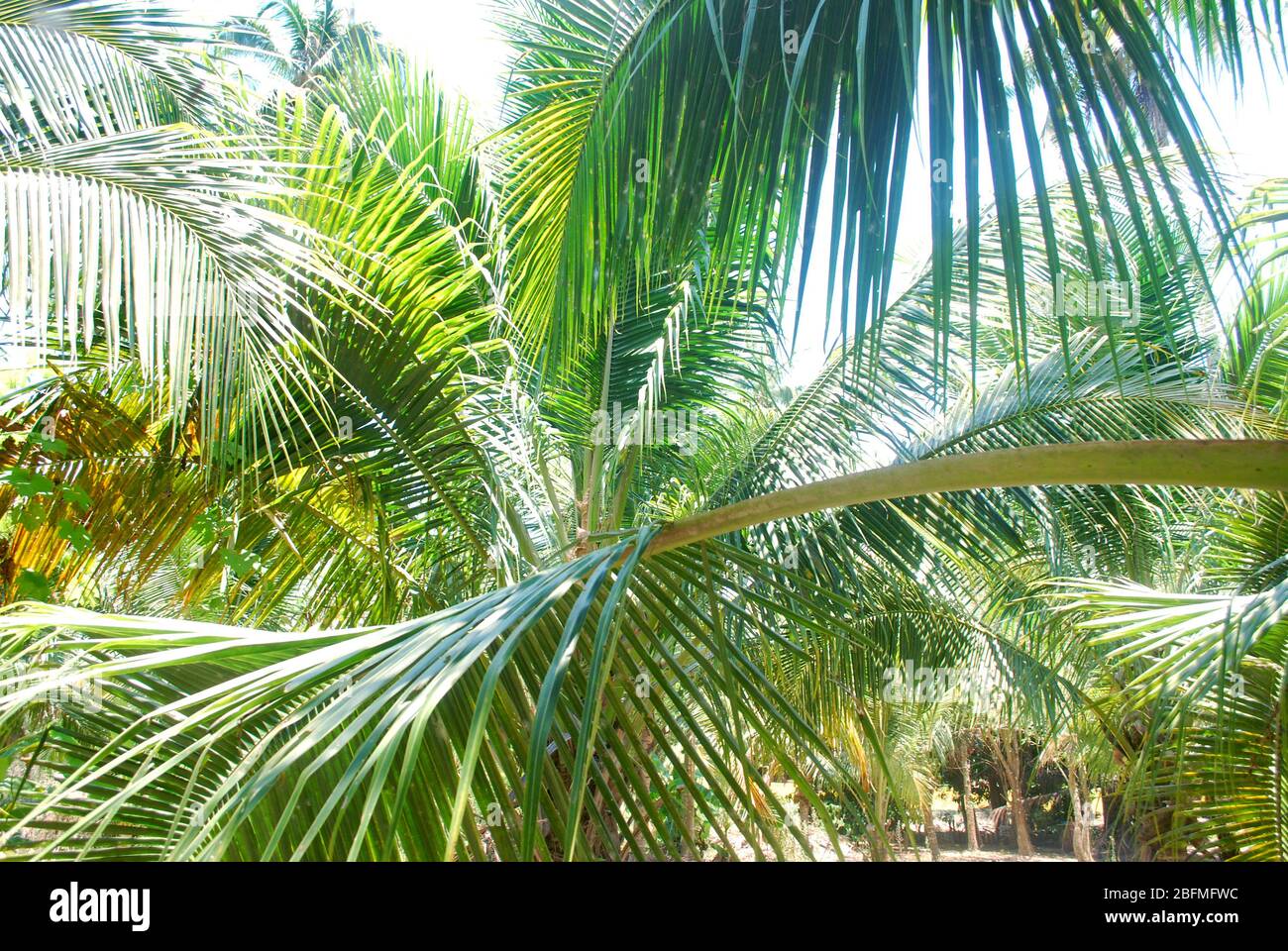 Leaf coconut tree hi-res stock photography and images - Alamy
