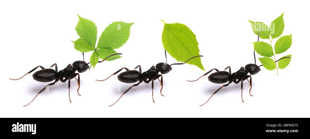 Small ants carrying green leaves, isolated on white Stock Photo - Alamy